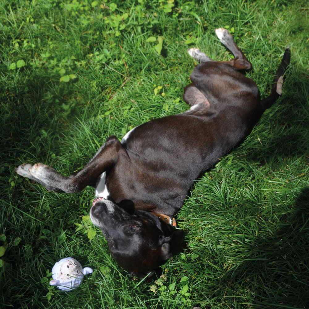 Amiguinhos Bolinha Plush Ovelha Mimo - PP188 - Loja Obabox